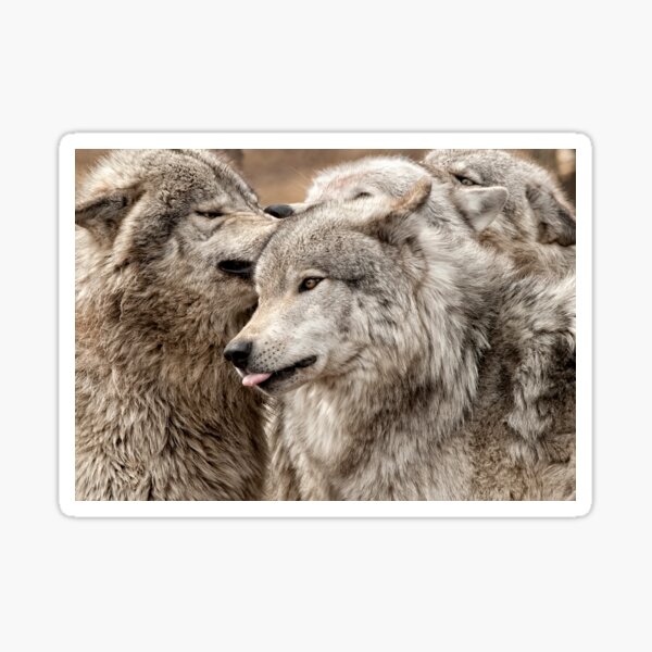 "Timber Wolves" Sticker for Sale by WolvesOnly | Redbubble