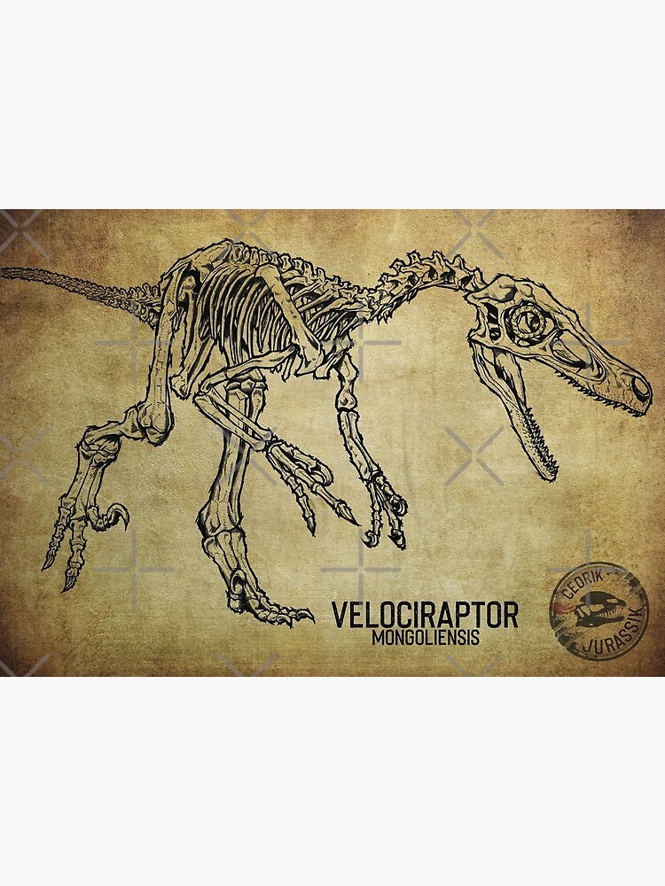 "VELOCIRAPTOR SKELETON" Art Print by JurassikBoutik | Redbubble