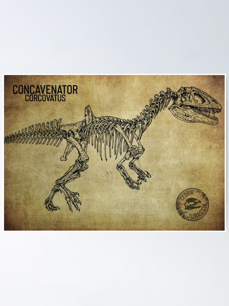 "CONCAVENATOR SKELETON" Poster for Sale by JurassikBoutik | Redbubble