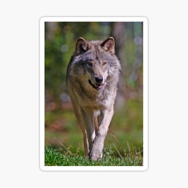 "Timber Wolf" Sticker by WolvesOnly | Redbubble