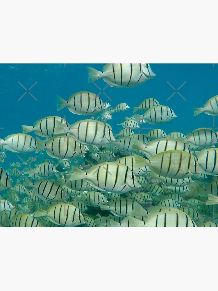 "School of Manini Fish " Sticker for Sale by lolliestees | Redbubble