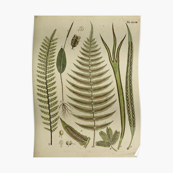 "Fern Chart" Poster by bluespecsstudio | Redbubble