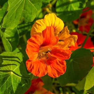 "Colourful Springtime Flowers - Bendigo, Victoria" Framed Art Print for ...