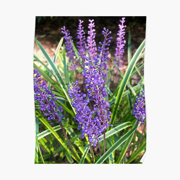 "Variegated Liriope" Poster for Sale by LCRobertsonArt | Redbubble