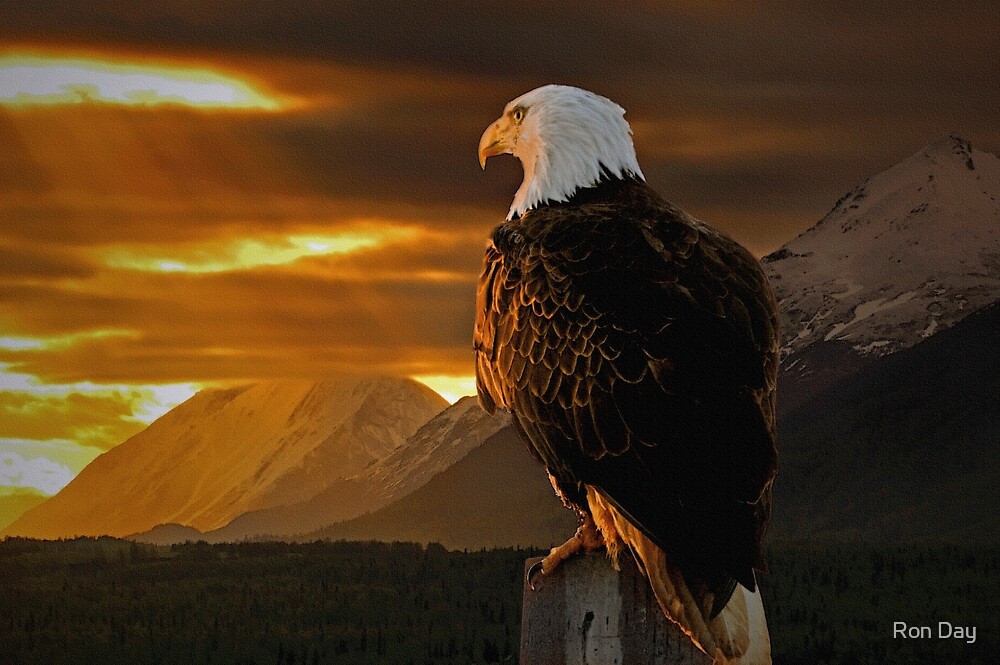 "Domain-American Bald Eagle At Sunrise" by Ron Day | Redbubble
