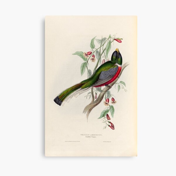 Art & Collectibles Pet Portraits Vintage Illustration Bird Antique Art ...