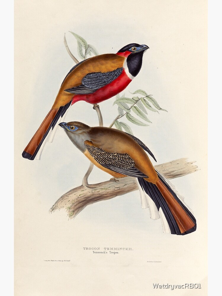 "A monograph of the Trogonidae or family of trogons John Gould 1838 V1 ...