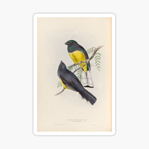 "A monograph of the Trogonidae or family of trogons John Gould 1838 V1 ...