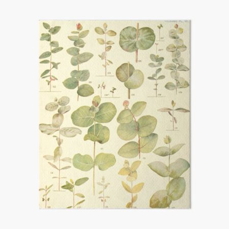 "Eucalyptus Chart" Art Board Print for Sale by bluespecsstudio | Redbubble