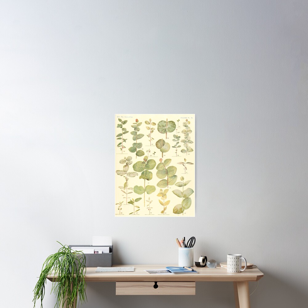 "Eucalyptus Chart" Poster by bluespecsstudio | Redbubble