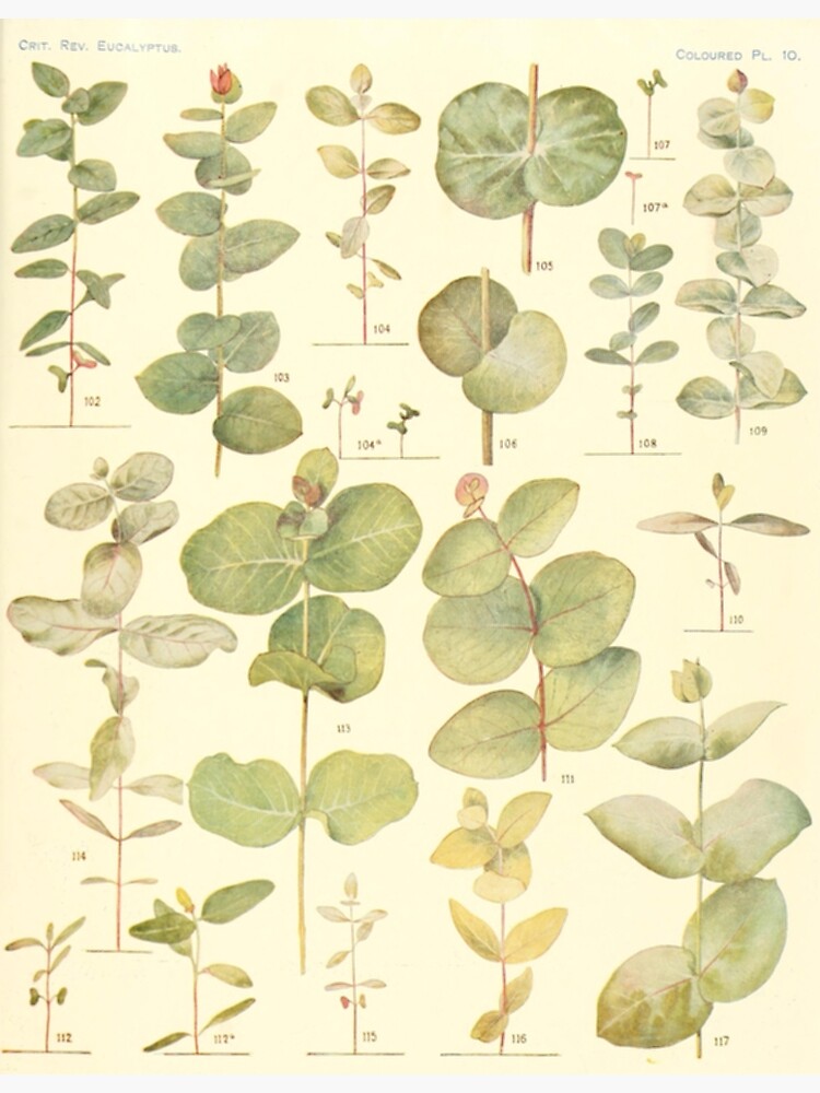 "Eucalyptus Chart" Poster by bluespecsstudio | Redbubble