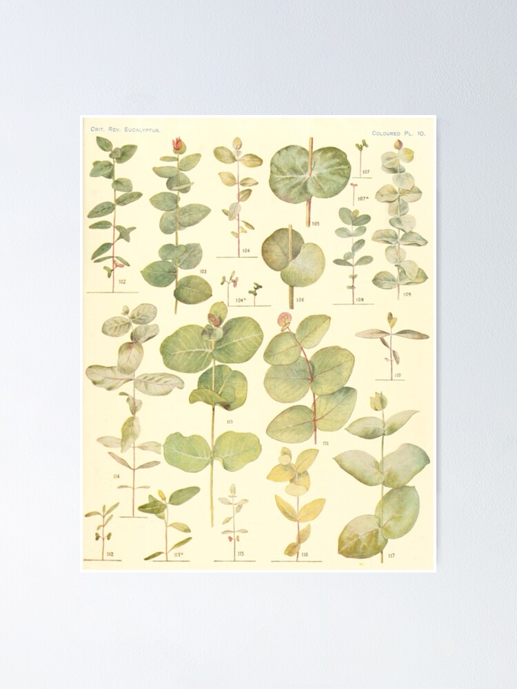 "Eucalyptus Chart" Poster by bluespecsstudio | Redbubble