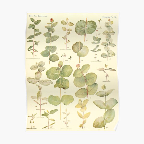 "Eucalyptus Chart" Poster by bluespecsstudio | Redbubble