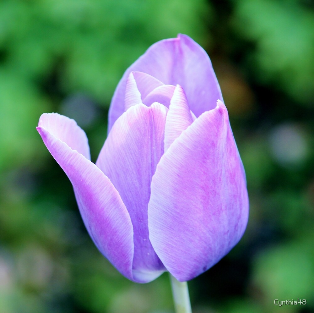 "Light Purple Tulip " by Cynthia48 | Redbubble