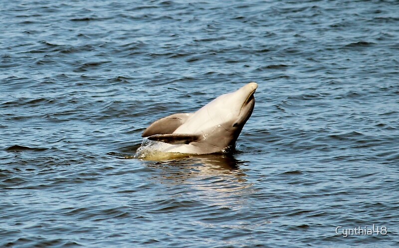 "Dolphin Clapping " by Cynthia48 | Redbubble