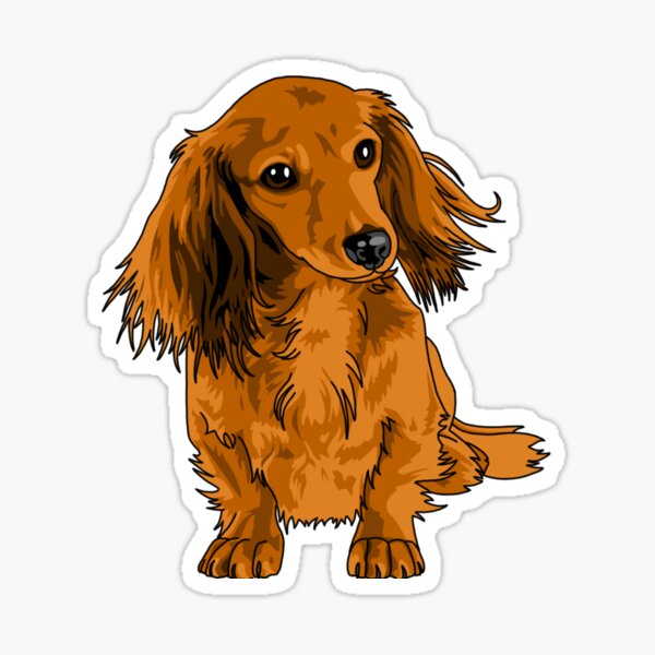 Long Haired Dachshund Stickers | Redbubble