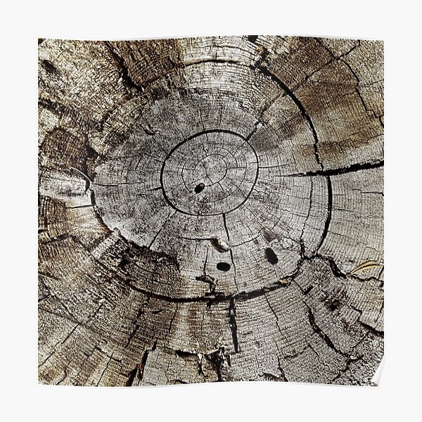 "Dark Grey Wood Tree Trunk - Wood Details" Poster by HeavenlyFlowers ...