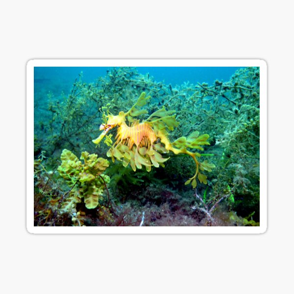 "Drifting Dragon" Sticker for Sale by yook | Redbubble