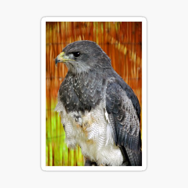 "Chilean Eagle Black Chested Buzzard" Sticker for Sale by ...