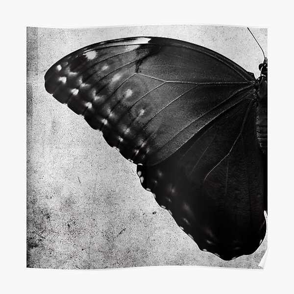 "A Black Butterfly" Poster for Sale by click4collage | Redbubble