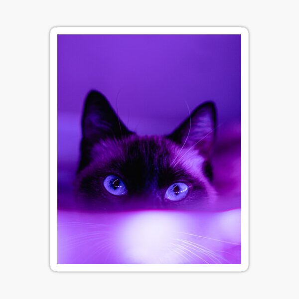 "Purple cat" Sticker for Sale by AlexaXn7 | Redbubble
