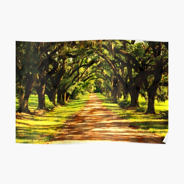 "Dreamy Covered Oak Canopy Dirt Road in Mississippi, Landscape ...