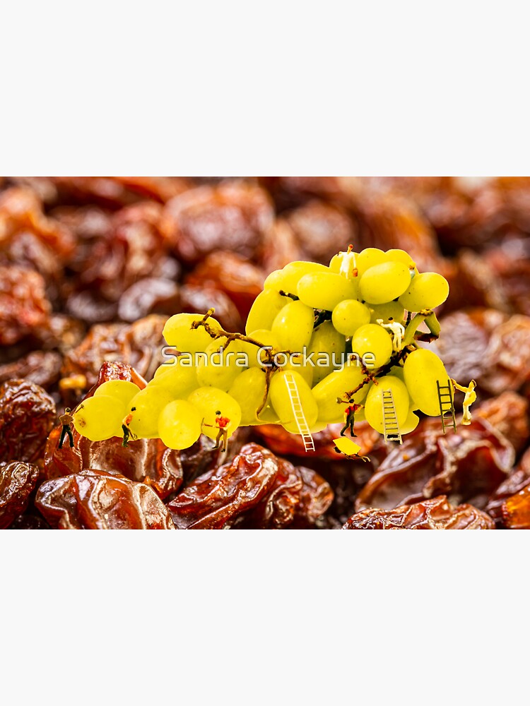 "Raisins for the Grapeful" Sticker for Sale by SandraCockayne | Redbubble