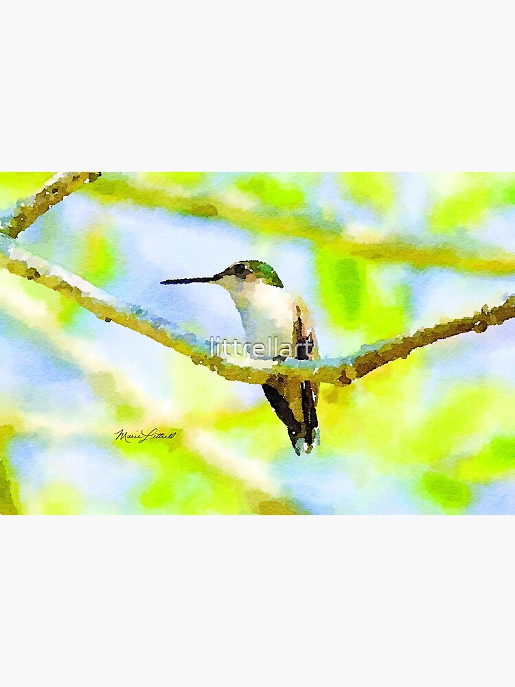 "Original Watercolor Painting, Female Ruby-Throated Hummingbird, Art ...