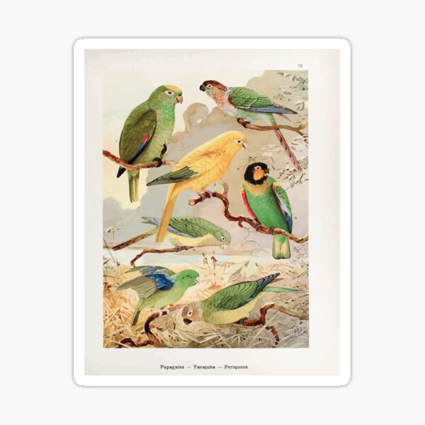 "Birds of the Amazon Album de aves amazonicas Emil Goldi 1906 040 ...