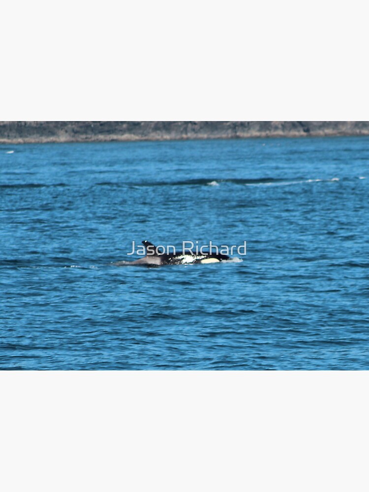 "Killer Whale breaching the surface" Sticker for Sale by jrichard99 ...