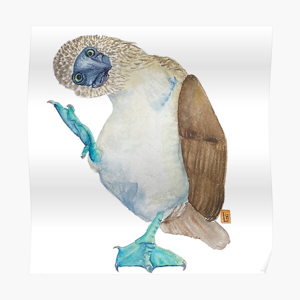 "Blue-footed Booby Dance" Poster by JavaLisa | Redbubble