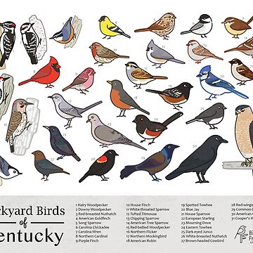 Kentucky Birds Identification