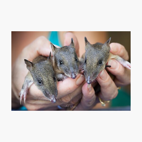 DavePinsonPhoto Shop | Redbubble