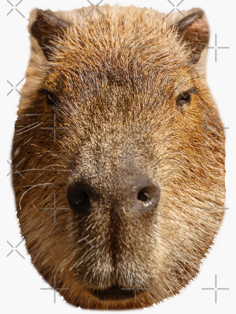 "Capybara face" Sticker for Sale by Dalyn | Redbubble
