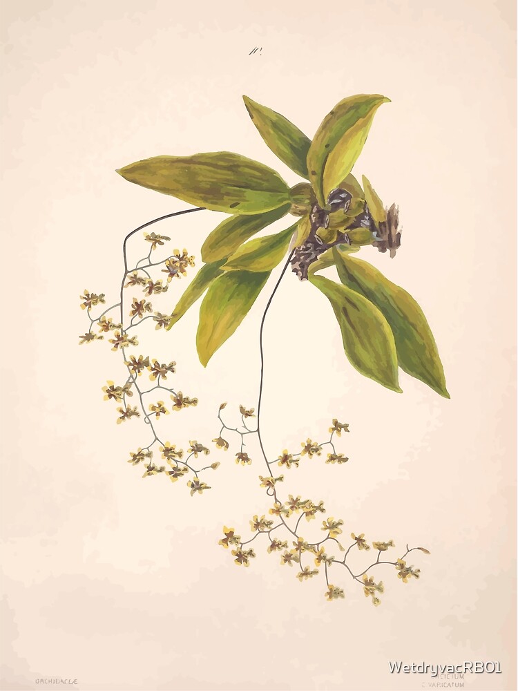 "Brazilian flowers drawn from nature in the years 1880 to 1882 in the ...