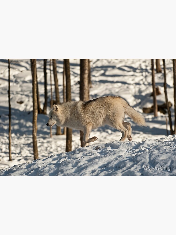 "Arctic Wolf" Poster by WolvesOnly | Redbubble