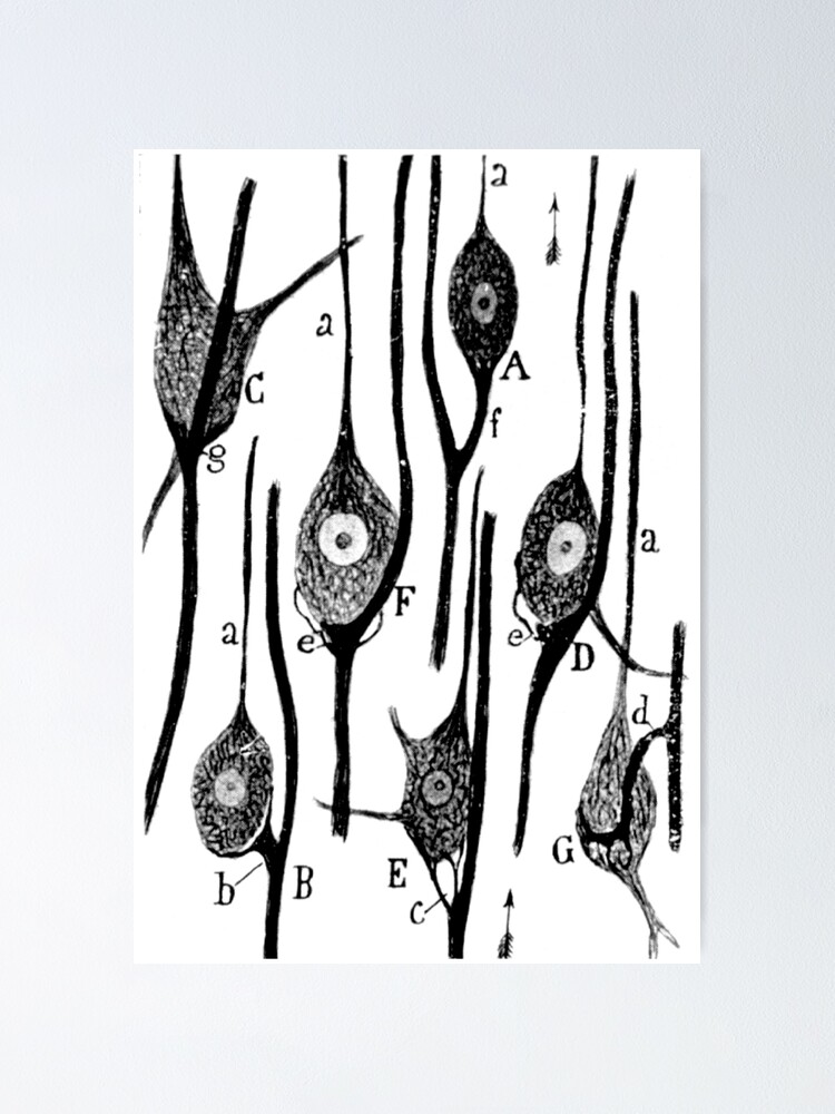 " Neural Connections Illustrated by Cajal, 1923 " Poster for Sale by ...