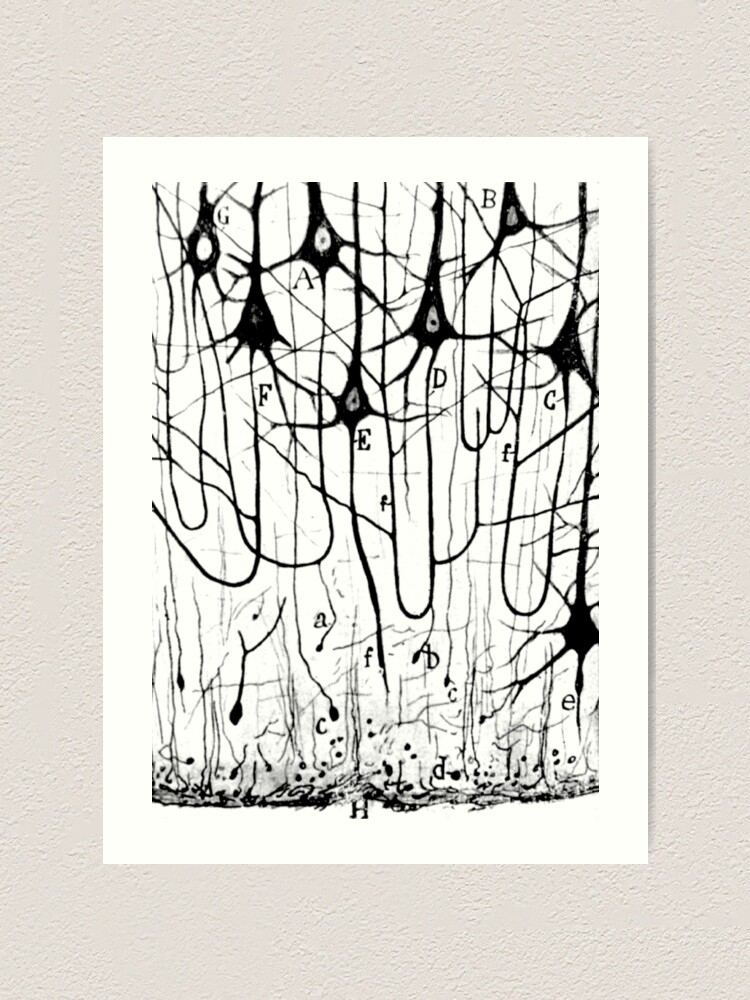 "Neuron Pyramidal Cells Drawing by Santiago Ramon Y Cajal" Art Print ...