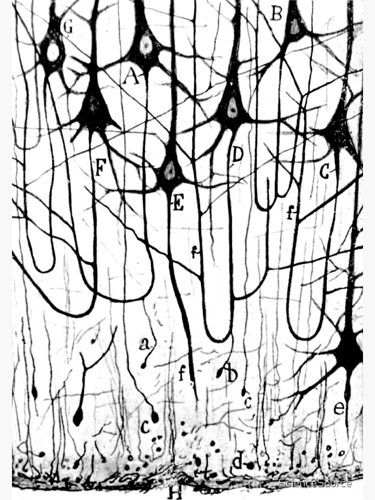 "Neuron Pyramidal Cells Drawing by Santiago Ramon Y Cajal" Art Print ...
