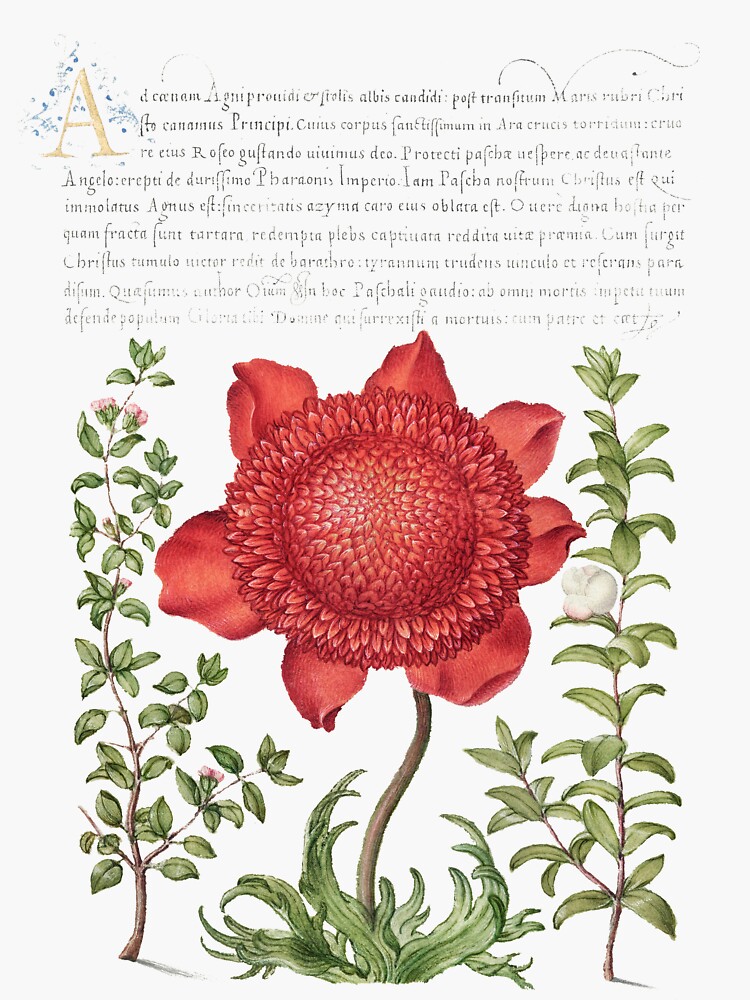 "Vintage Latin Calligraphy - Basil, Thyme, Poppy Anemone, and Myrtle ...