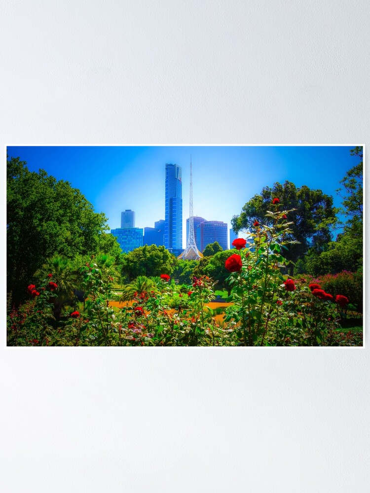 Póster «Rosas rojas en los Jardines Botánicos - Melbourne, Victoria» de ...