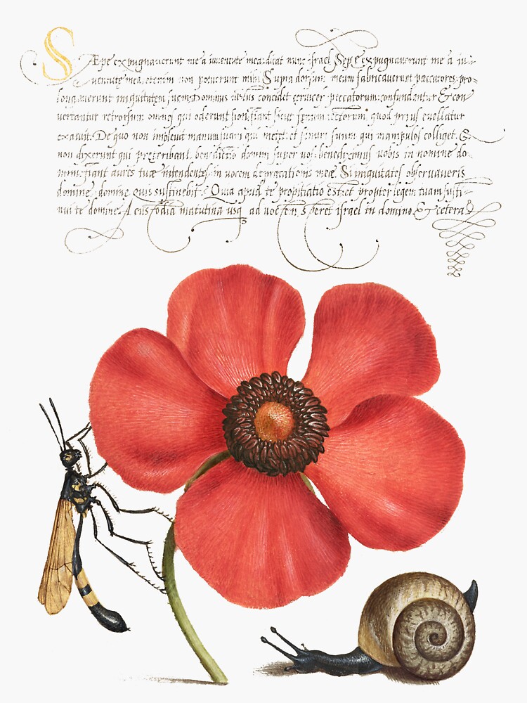 "Vintage Latin Calligraphy - Terrestrial Mollusk, Poppy Anemone, and ...