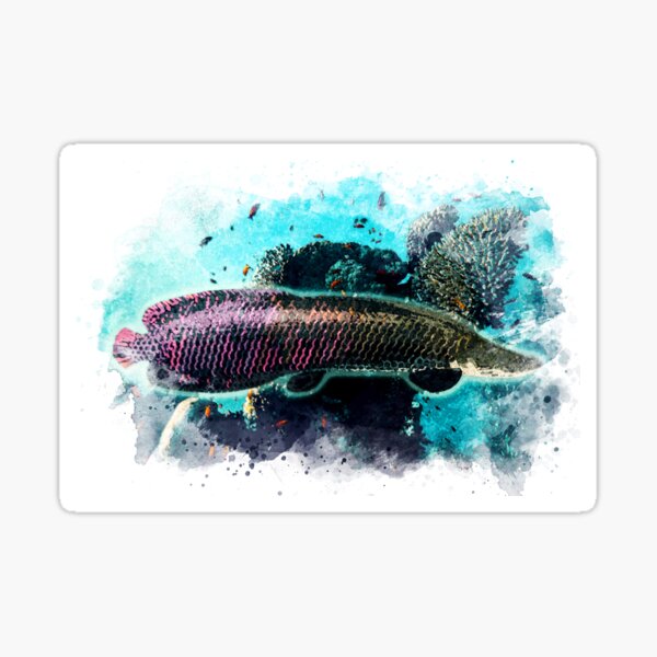 "☸ ARAPAIMA ☸ River Monster Souvenir for the true Fishing fans ...