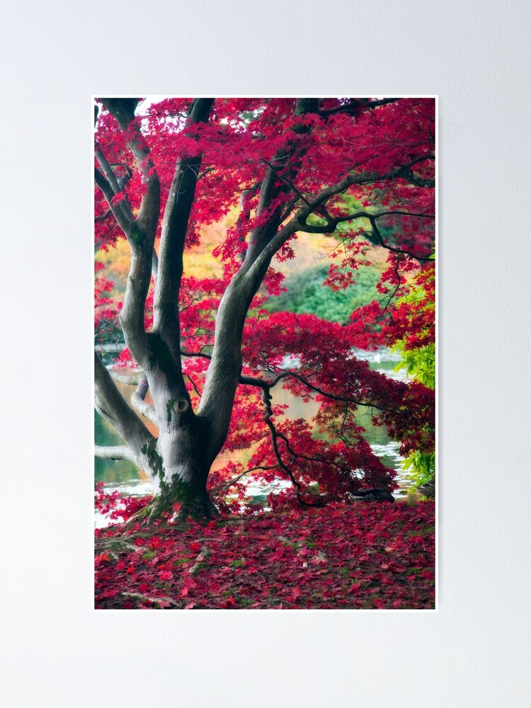 "Acer" Poster by eyecacha | Redbubble
