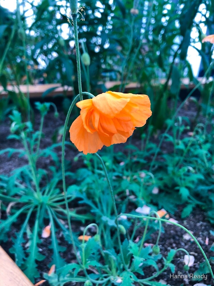 "Poppy Flower Photo Aesthetic Garden Photo" Poster for Sale by ...