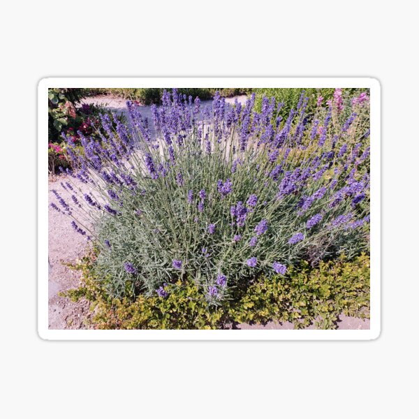 "Purple Flowers Summer Breeze" Sticker for Sale by OneCherubim | Redbubble