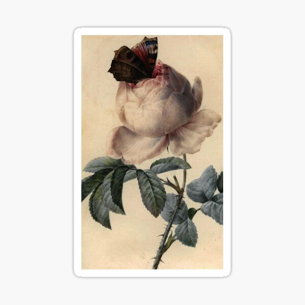 "a rose with butterfly" Sticker for Sale by THEROYALTRENDS | Redbubble