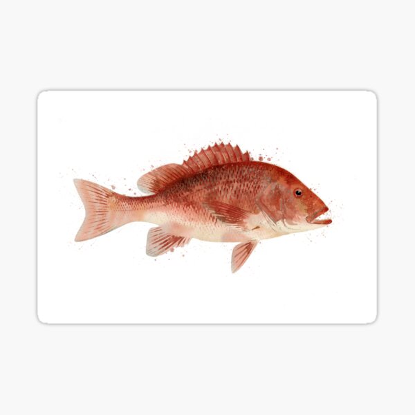 "Red Snapper Watercolor Art for the Fishing Lovers and Anglers / Gifts ...