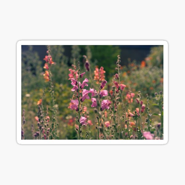 "Snapdragons" Sticker for Sale by megancampbell | Redbubble