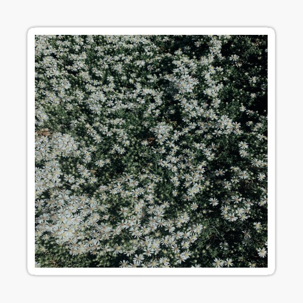 "White Flowers" Sticker for Sale by colorcreations | Redbubble